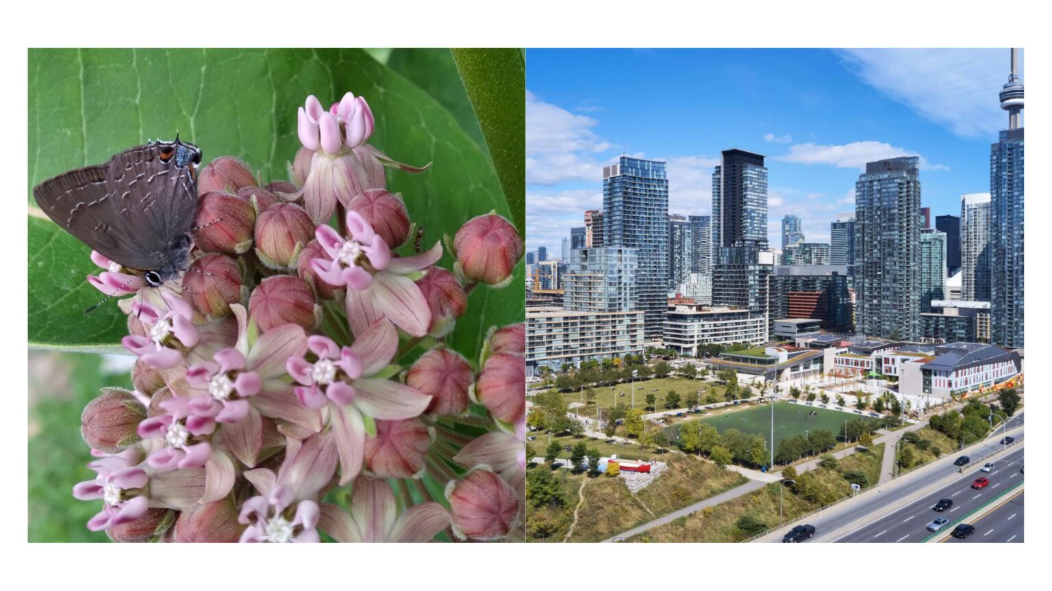 Insects of the Bentway with Anne Purvis - The Bentway