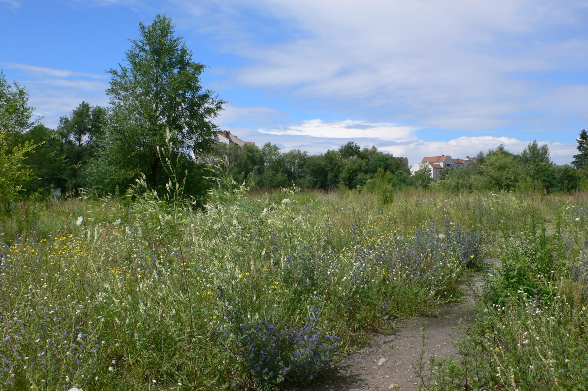 The Ecology of Concrete: An Interview with Matthew Gandy - The Bentway