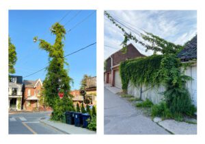The Ecology of Concrete: An Interview with Matthew Gandy - The Bentway
