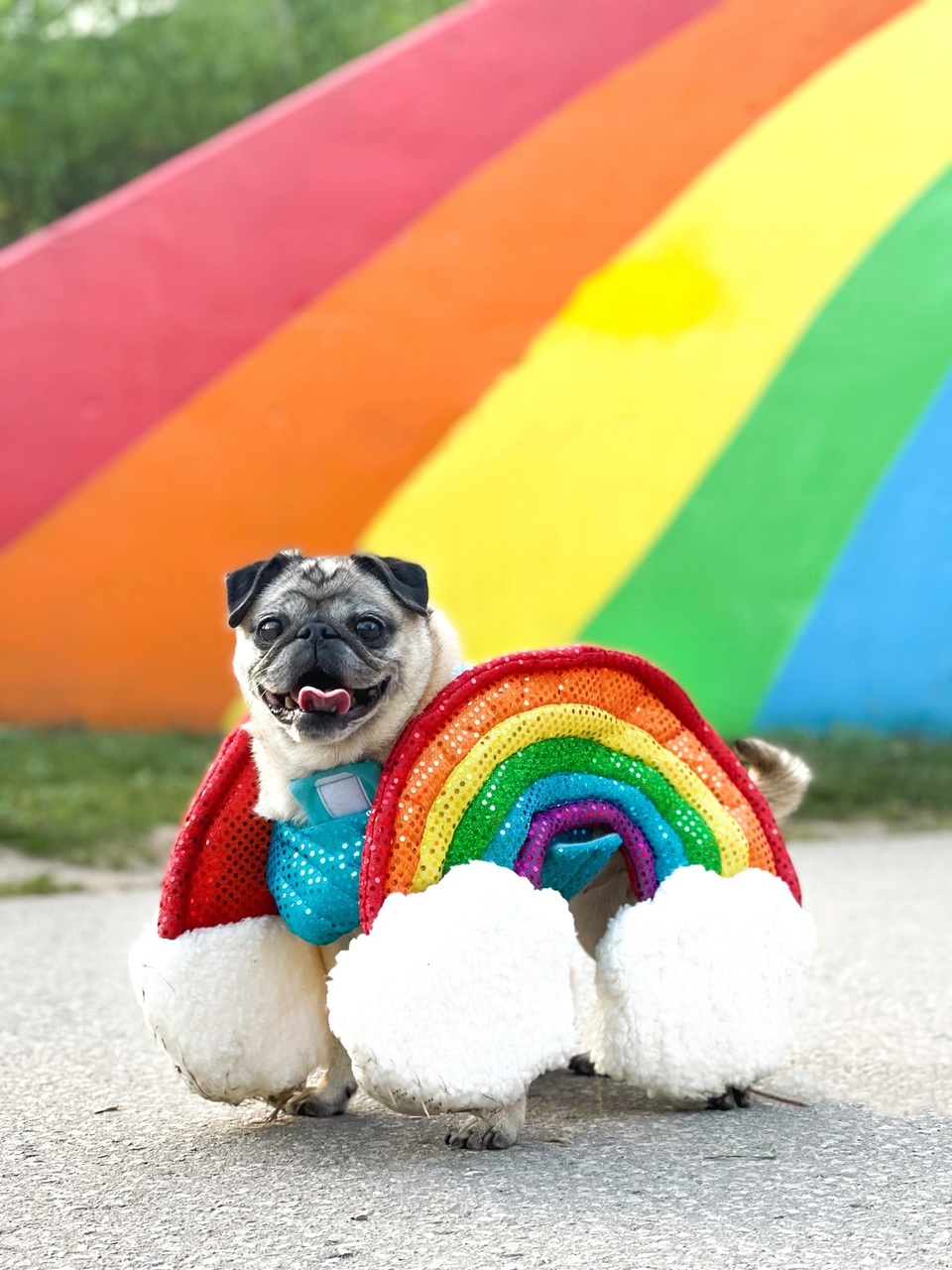 Miss Pickles the Drag Pug - The Bentway